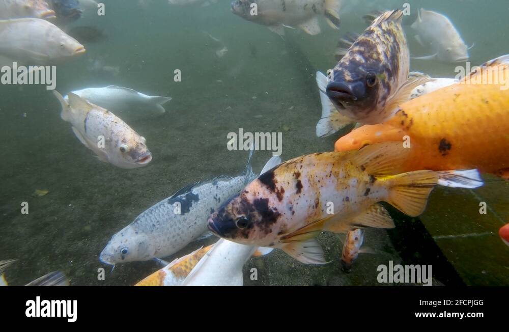 Underwater footage of koi fish Stock Video Footage - Alamy