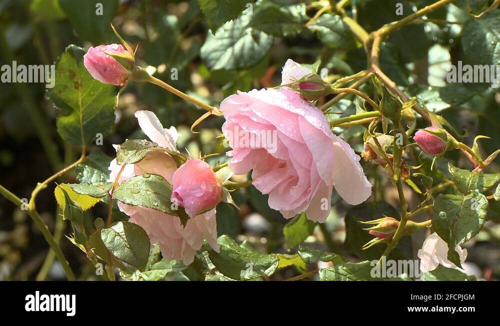 Rose bloom stages Stock Videos & Footage - HD and 4K Video Clips - Alamy