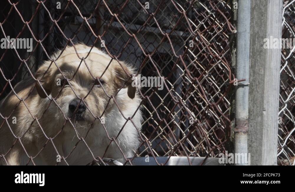 Sad dog in a cage Stock Videos & Footage - HD and 4K Video Clips - Alamy