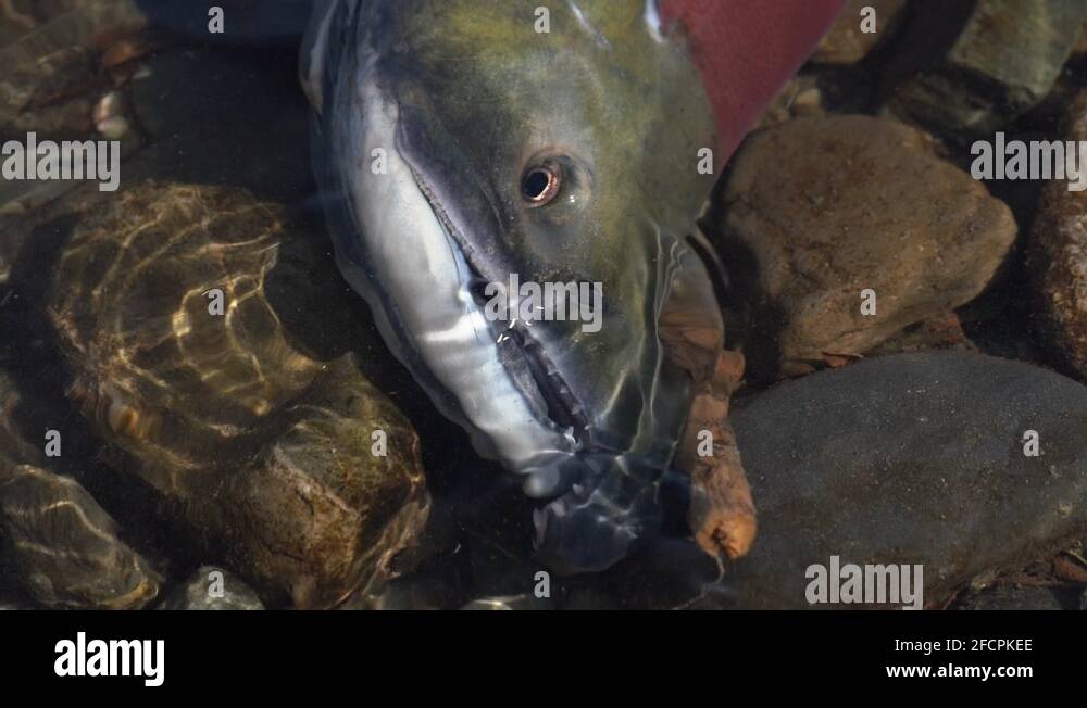 Wild red salmon fish Sockeye Salmon swimming in shallow water in river ...