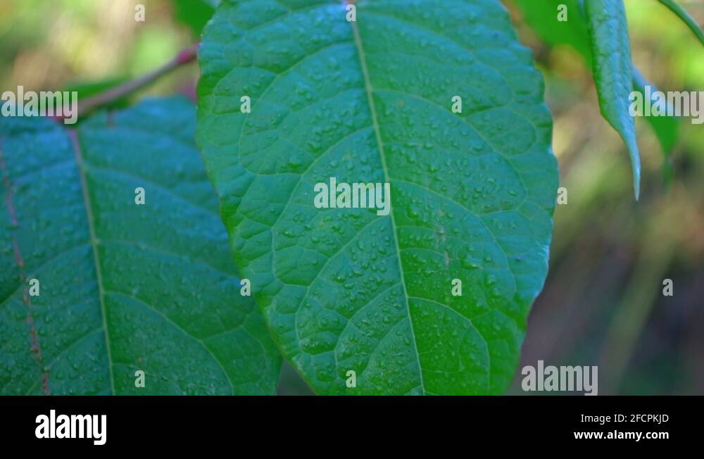 Peaceful motion Stock Videos & Footage - HD and 4K Video Clips - Alamy