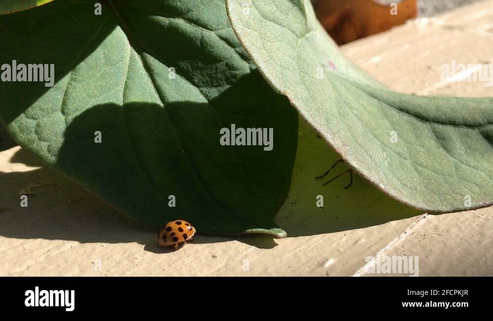 Spot insects Stock Videos & Footage - HD and 4K Video Clips - Alamy