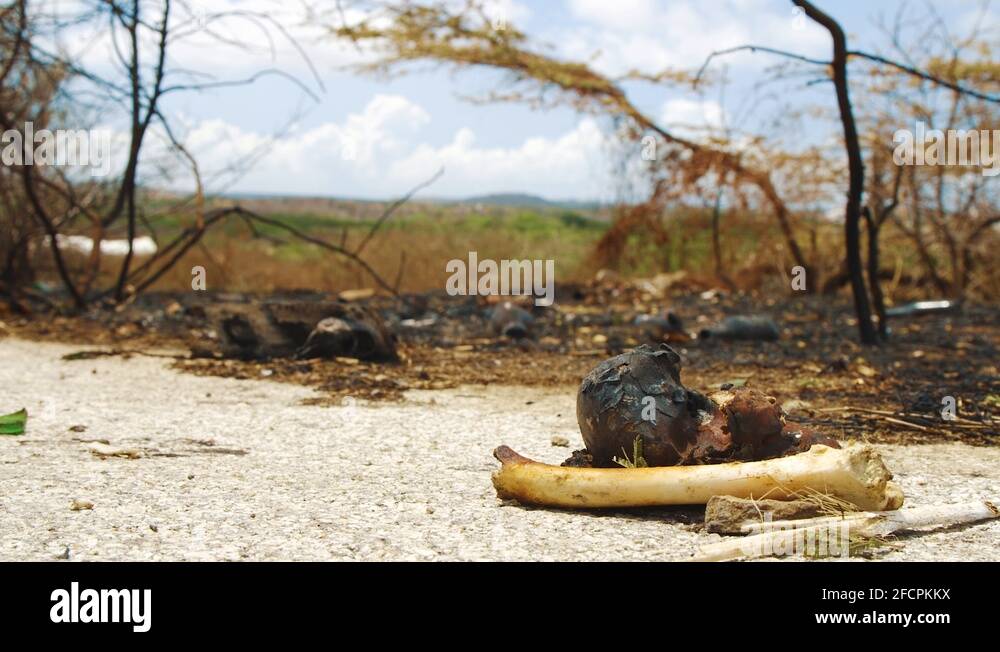 Animal skeleton Stock Videos & Footage - HD and 4K Video Clips - Alamy