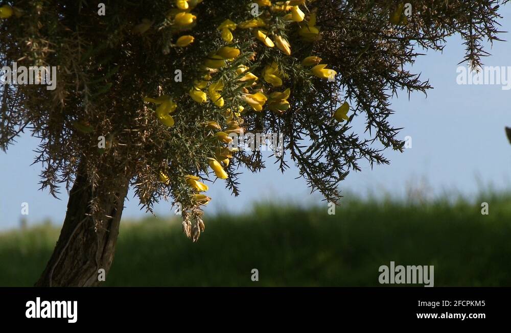 Oleander tree at Stock Videos & Footage - HD and 4K Video Clips - Alamy