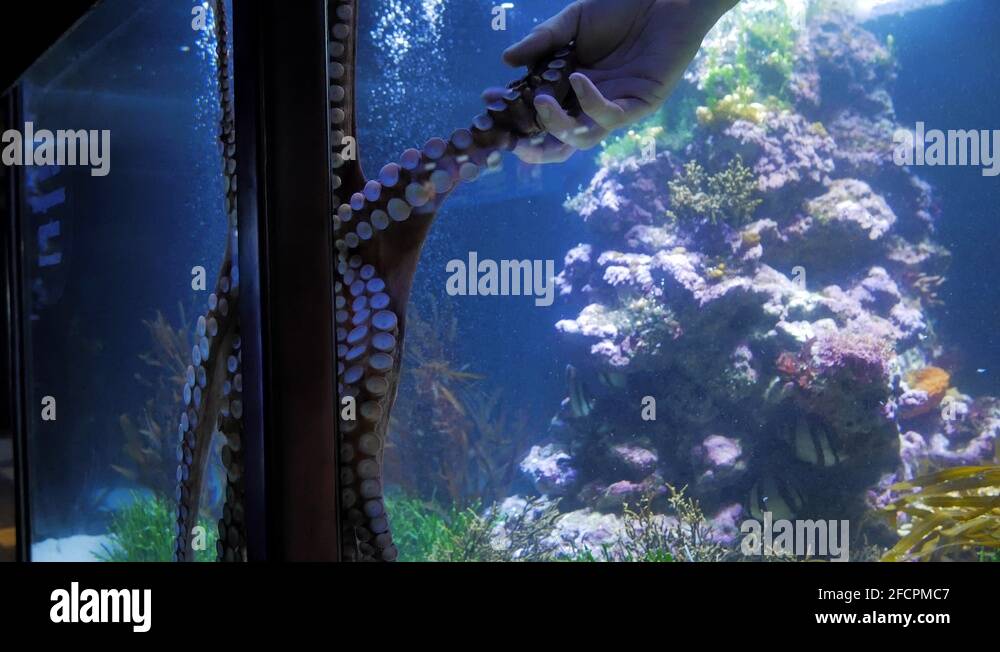 Octopus in hand Stock Videos & Footage - HD and 4K Video Clips - Alamy