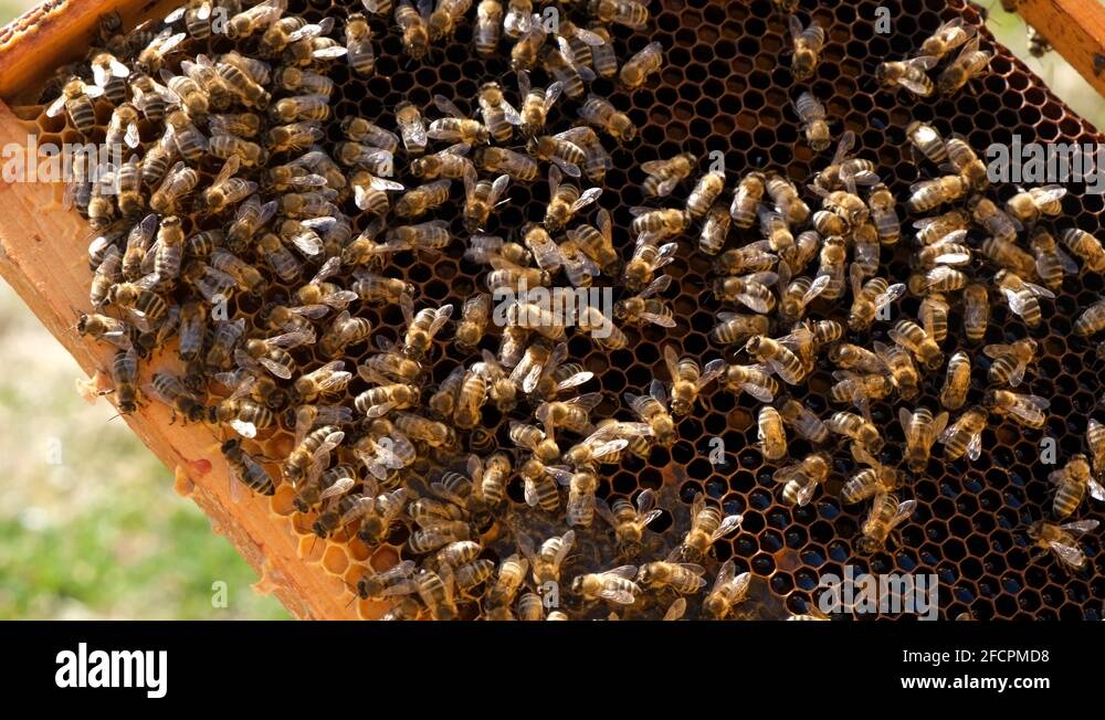 Honey bees honeycomb Stock Videos & Footage - HD and 4K Video Clips - Alamy