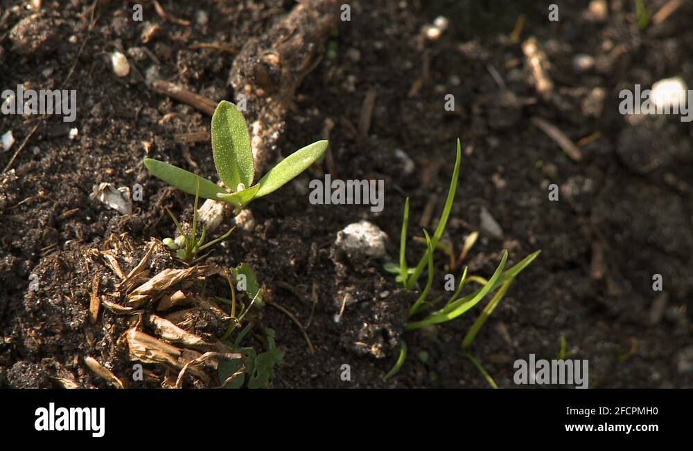 Seedling grass Stock Videos & Footage - HD and 4K Video Clips - Alamy