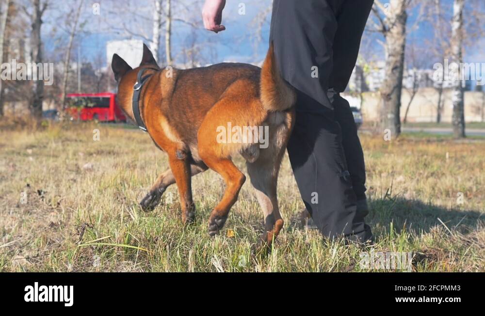 Man walking german shepherd dog Stock Videos & Footage - HD and 4K ...