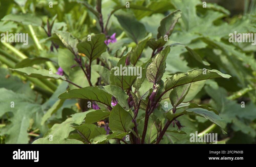 Variety spinach plant Stock Videos & Footage - HD and 4K Video Clips ...