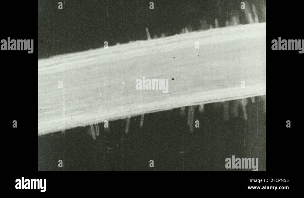Plant root hairs Stock Videos & Footage - HD and 4K Video Clips - Alamy