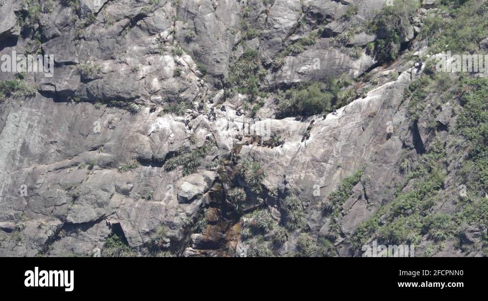 Andean condor nest Stock Videos & Footage - HD and 4K Video Clips - Alamy