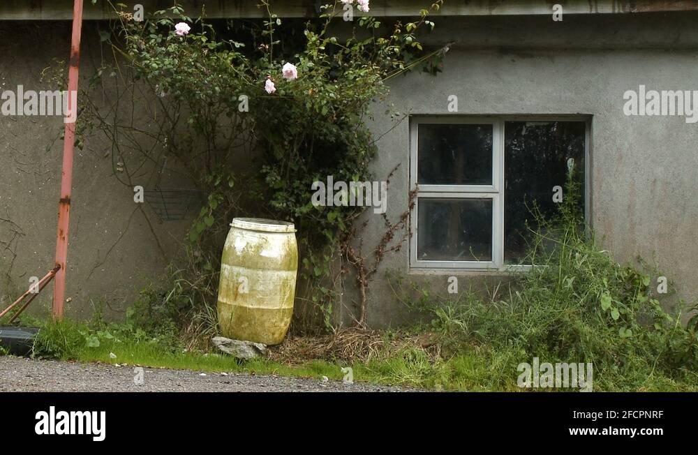 Infestation house Stock Videos & Footage - HD and 4K Video Clips - Alamy