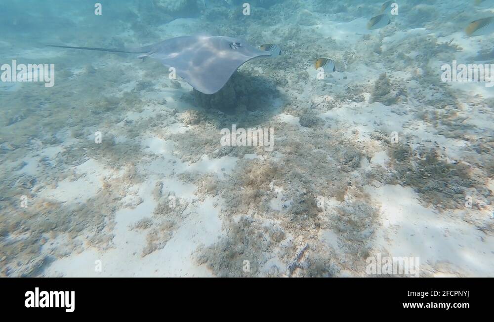 Stingray swimming in shallow water Stock Videos & Footage - HD and 4K ...
