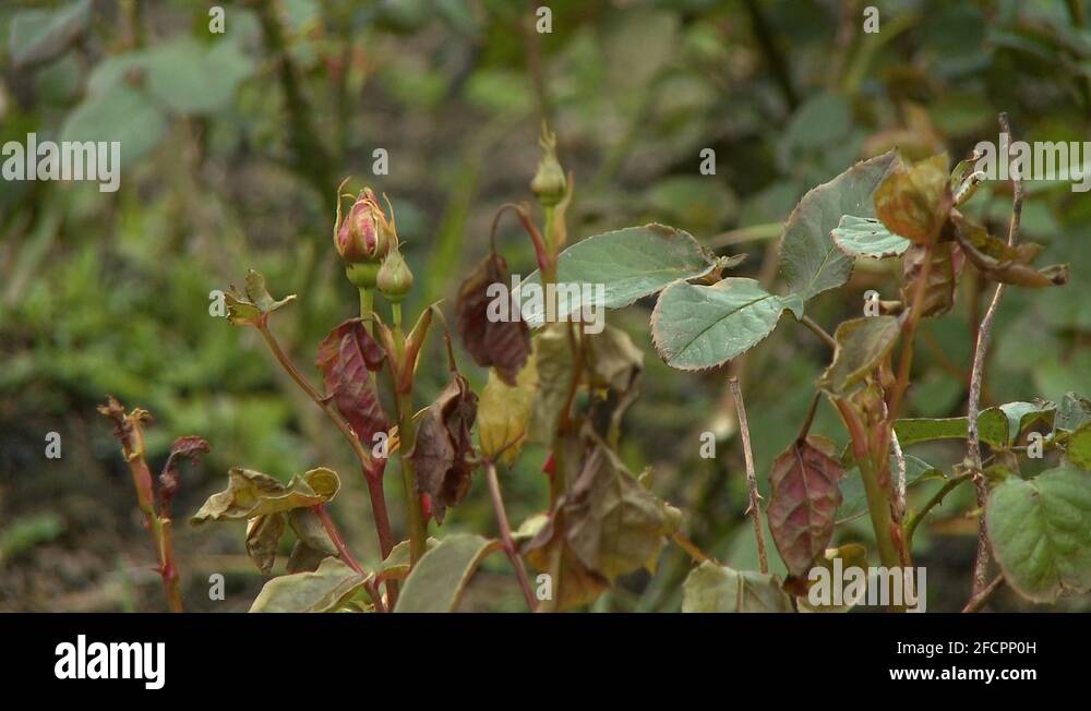 Circular plant base Stock Videos & Footage - HD and 4K Video Clips - Alamy