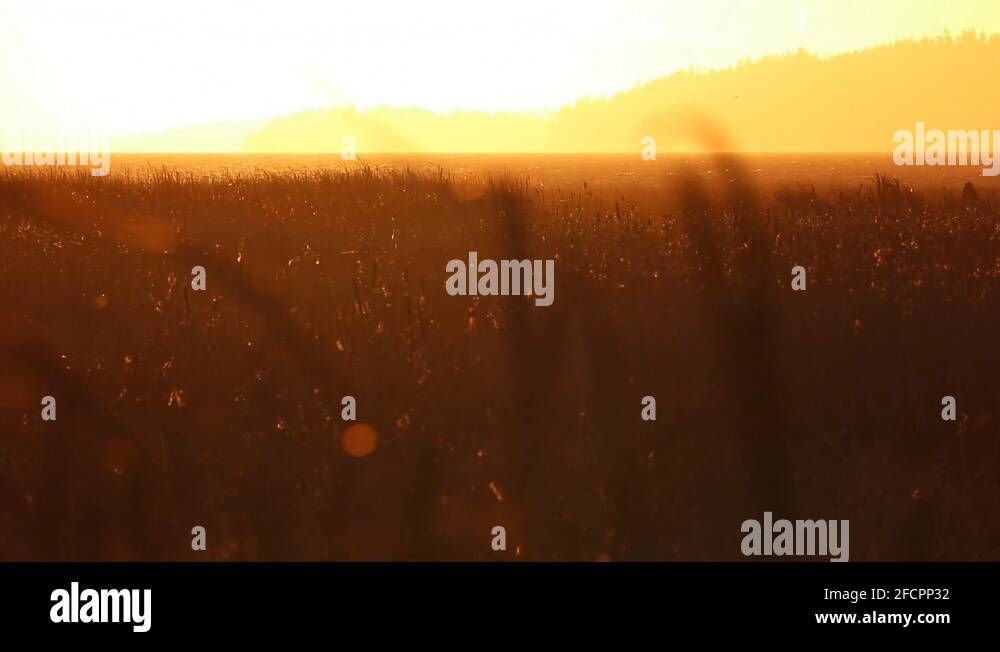 Dust blowing in the wind Stock Videos & Footage - HD and 4K Video Clips ...