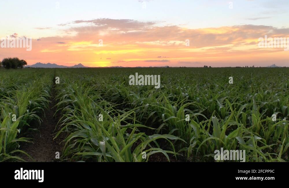 Sorghum field with young plants Stock Videos & Footage - HD and 4K ...