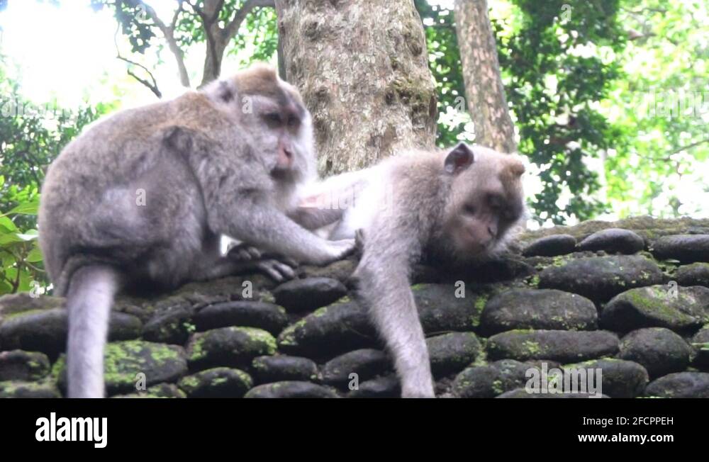 Monkey cleaning another monkey Stock Videos & Footage - HD and 4K Video ...