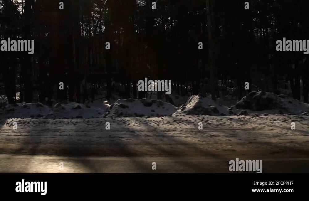 Shadow tree trees cars Stock Videos & Footage - HD and 4K Video Clips ...