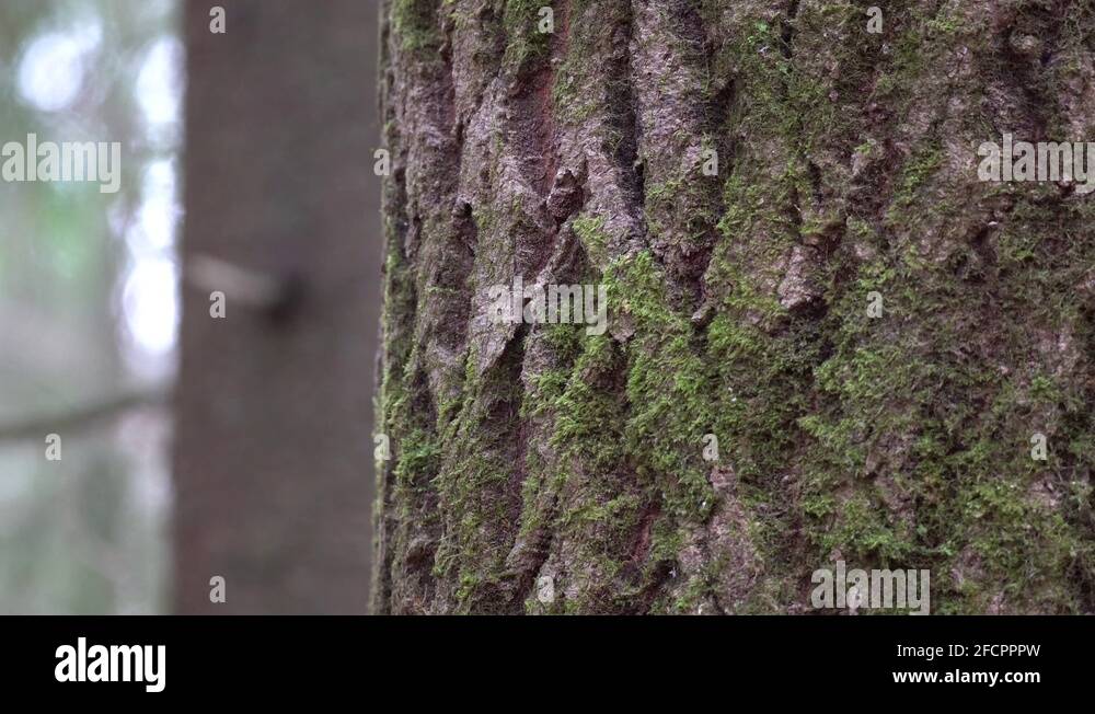 Oak man Stock Videos & Footage - HD and 4K Video Clips - Alamy