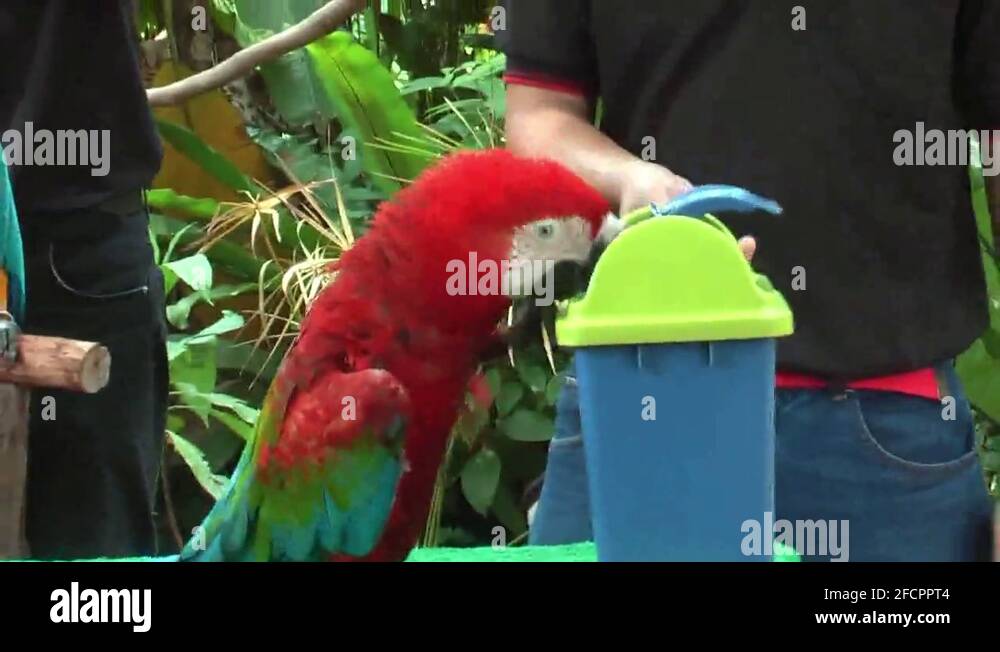 Amazon parrots Stock Videos & Footage - HD and 4K Video Clips - Alamy