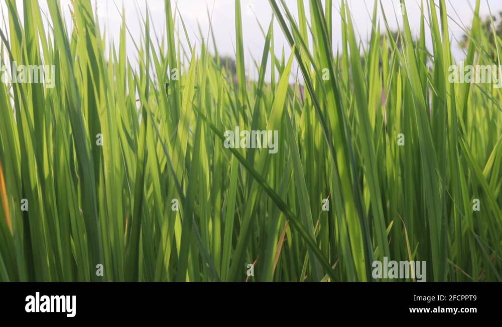 Rice plant leaves Stock Videos & Footage - HD and 4K Video Clips - Alamy