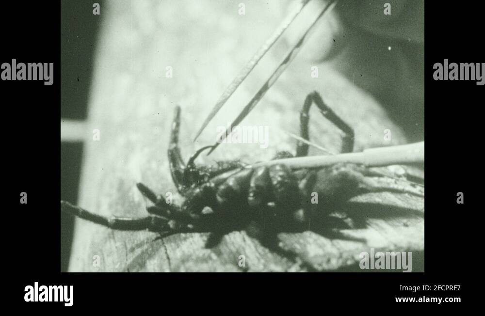 Spiders anatomy Stock Videos & Footage - HD and 4K Video Clips - Alamy