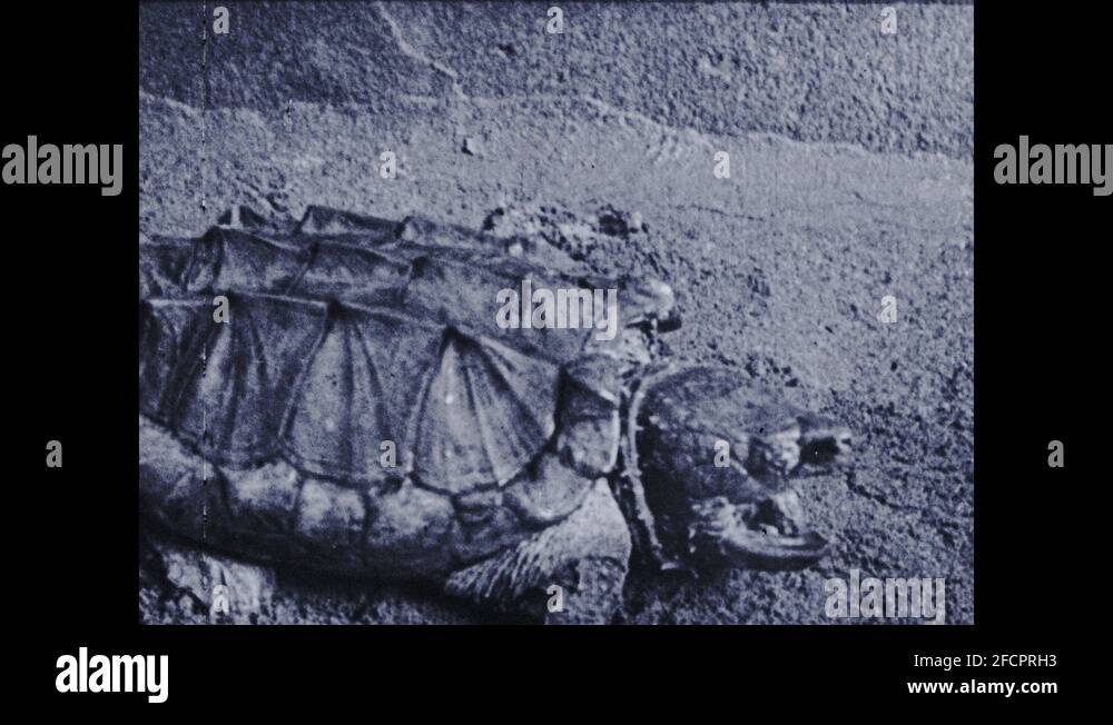 1930s: Turtle with mouth open, turns around quickly. Inside turtle's ...