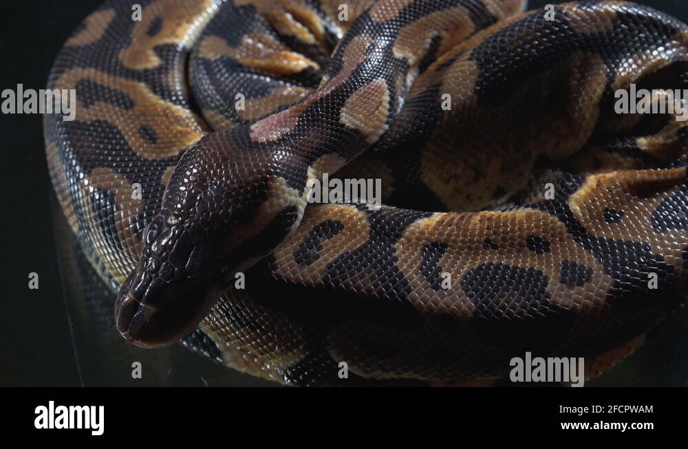 Royal head Stock Videos & Footage - HD and 4K Video Clips - Alamy