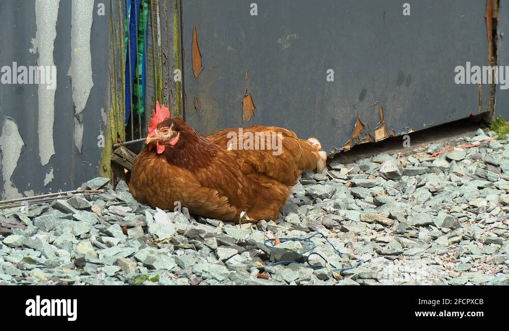 Black hen nesting Stock Videos & Footage - HD and 4K Video Clips - Alamy
