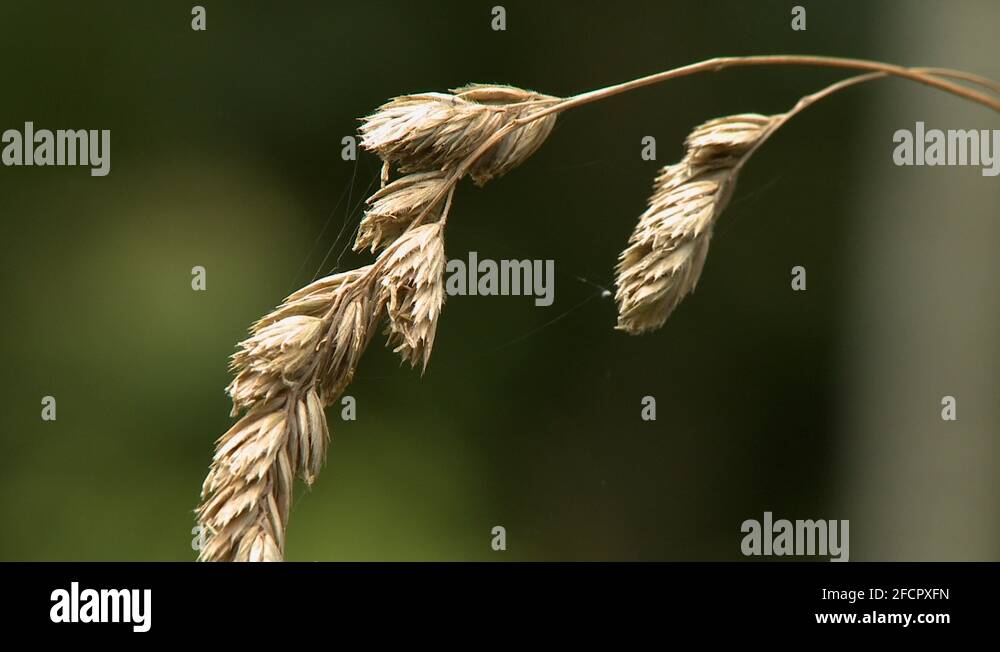 Insect husks Stock Videos & Footage - HD and 4K Video Clips - Alamy