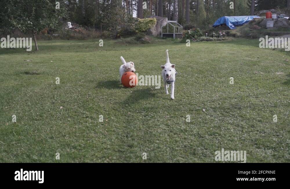 Chase and play Stock Videos & Footage - HD and 4K Video Clips - Alamy