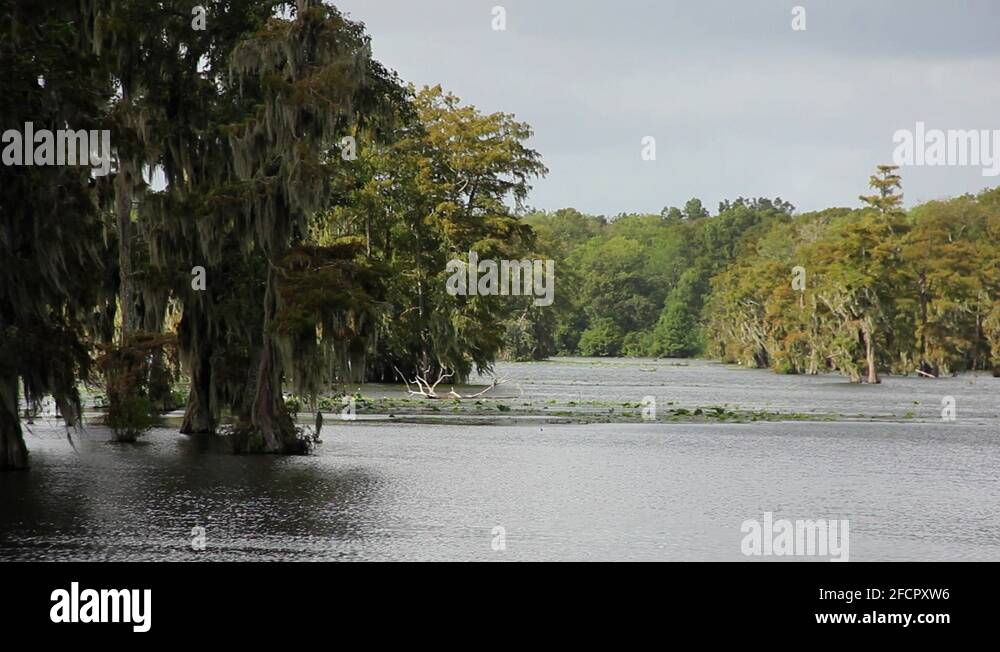 Swamp scenic Stock Videos & Footage - HD and 4K Video Clips - Alamy
