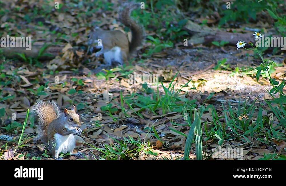 Nuts about squirrels Stock Videos & Footage - HD and 4K Video Clips - Alamy