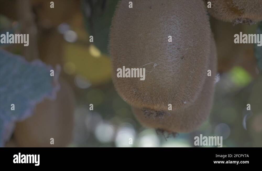 Orchid fruit tree Stock Videos & Footage - HD and 4K Video Clips - Alamy