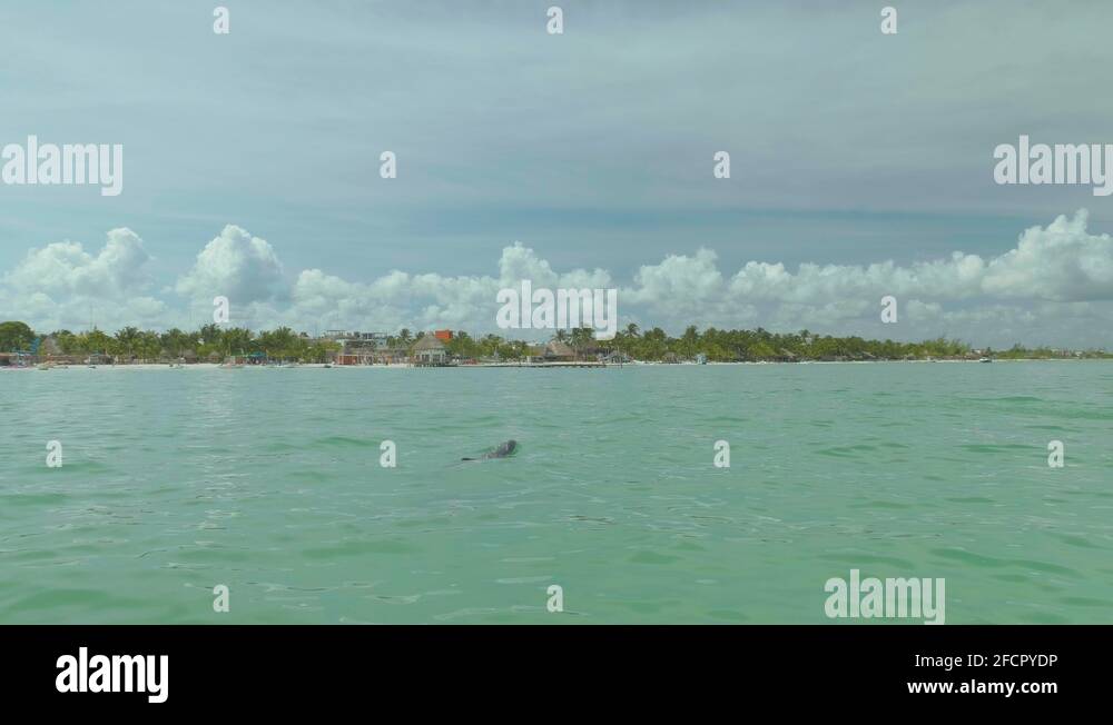 Fresh water dolphin Stock Videos & Footage - HD and 4K Video Clips - Alamy