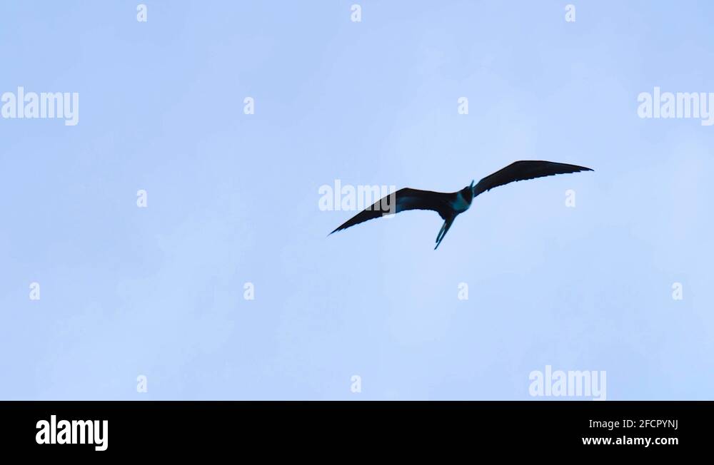 Frigate birds flying Stock Videos & Footage - HD and 4K Video Clips - Alamy