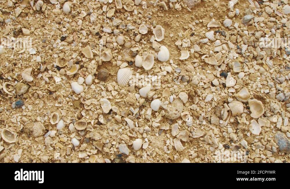 Ground shells Stock Videos & Footage - HD and 4K Video Clips - Alamy