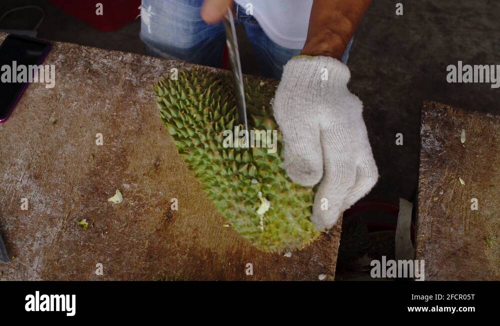 Asian man cuts and peels durian in glove. Opening the king of fruits ...