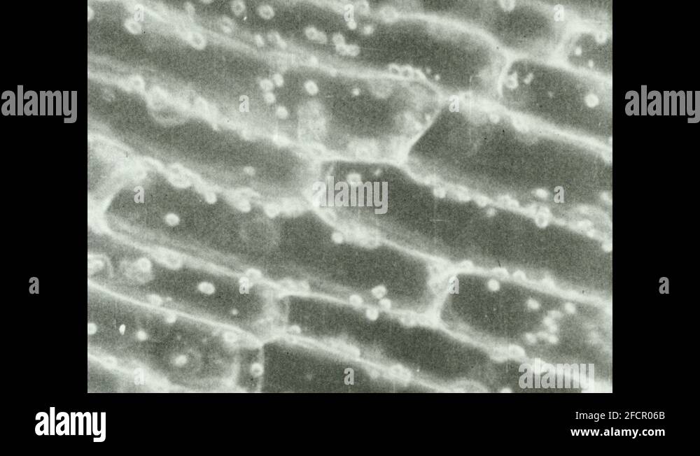 Plant root cells Stock Videos & Footage - HD and 4K Video Clips - Alamy