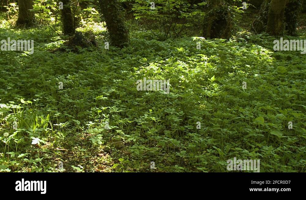Forest terrain Stock Videos & Footage - HD and 4K Video Clips - Alamy