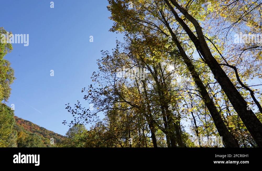 Trees soaring into the sky Stock Videos & Footage - HD and 4K Video ...