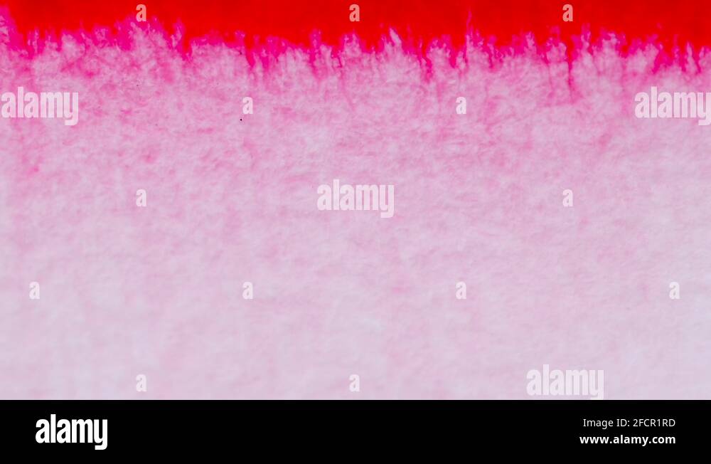 Splattering red color of blood on parchment paper on white macro ...