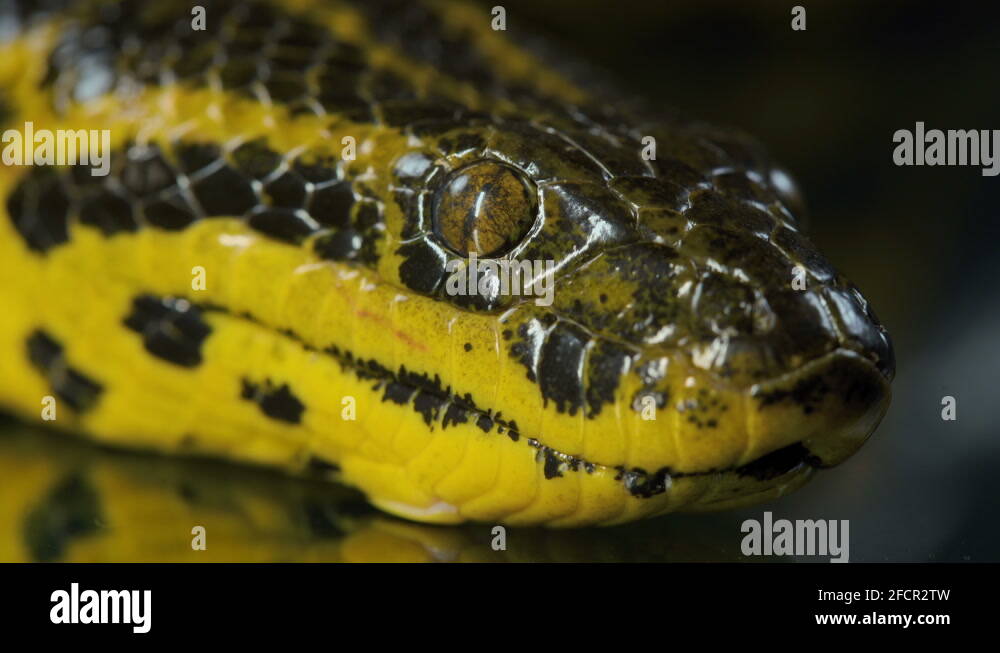 Anaconda snake serpent constrictor head Stock Videos & Footage - HD and ...