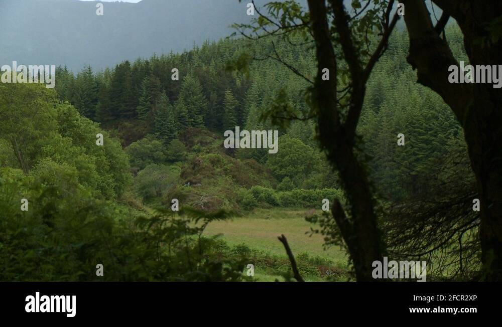 Wind break in a forest Stock Videos & Footage - HD and 4K Video Clips ...