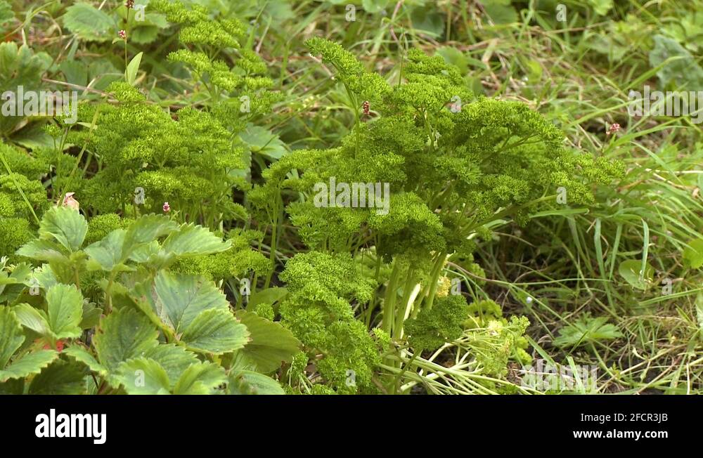 Weeds stalk Stock Videos & Footage - HD and 4K Video Clips - Alamy