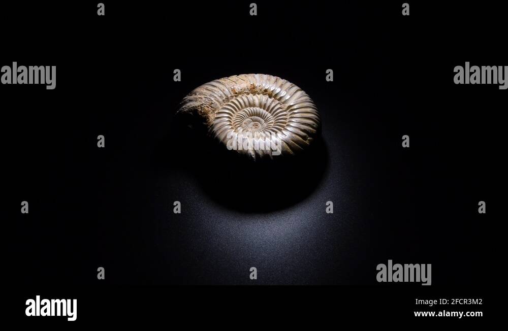 Prehistoric fossil Stock Videos & Footage - HD and 4K Video Clips - Alamy