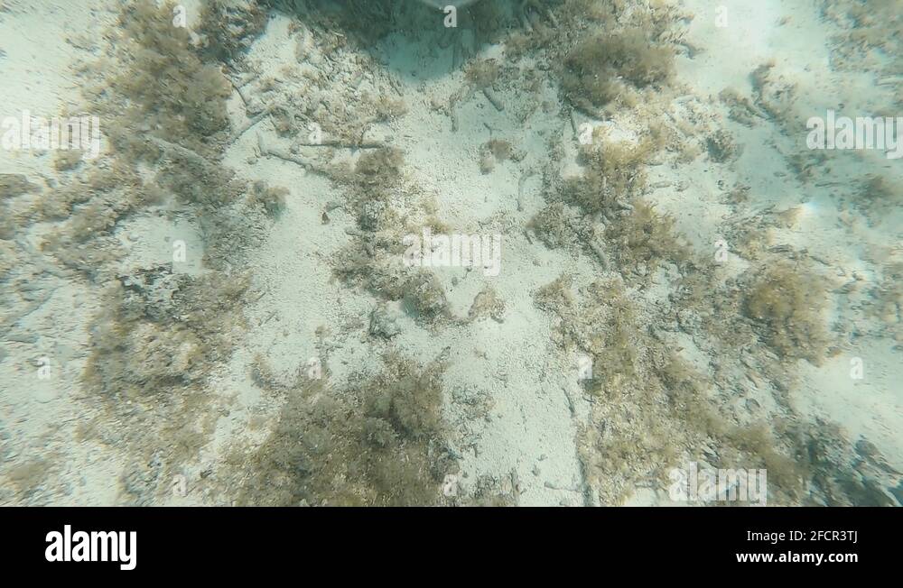 Underwater shallow sandy ocean floor Stock Videos & Footage - HD and 4K ...