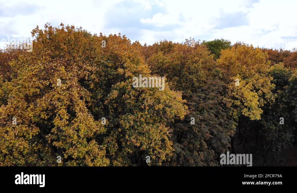 Drone rising above trees changing color in autumn to see Kaunas city in ...