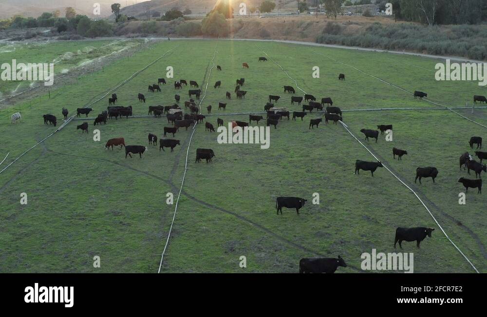 Cow pack Stock Videos & Footage - HD and 4K Video Clips - Alamy