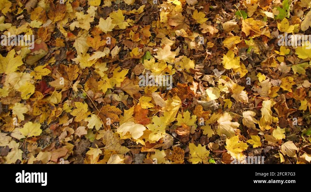 Bright ground Stock Videos & Footage - HD and 4K Video Clips - Alamy